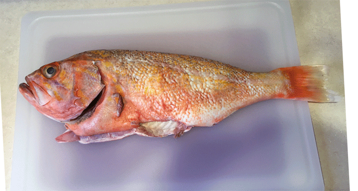 “The Big Fish” aka Sabour Mashwi | Jouer avec le feu.